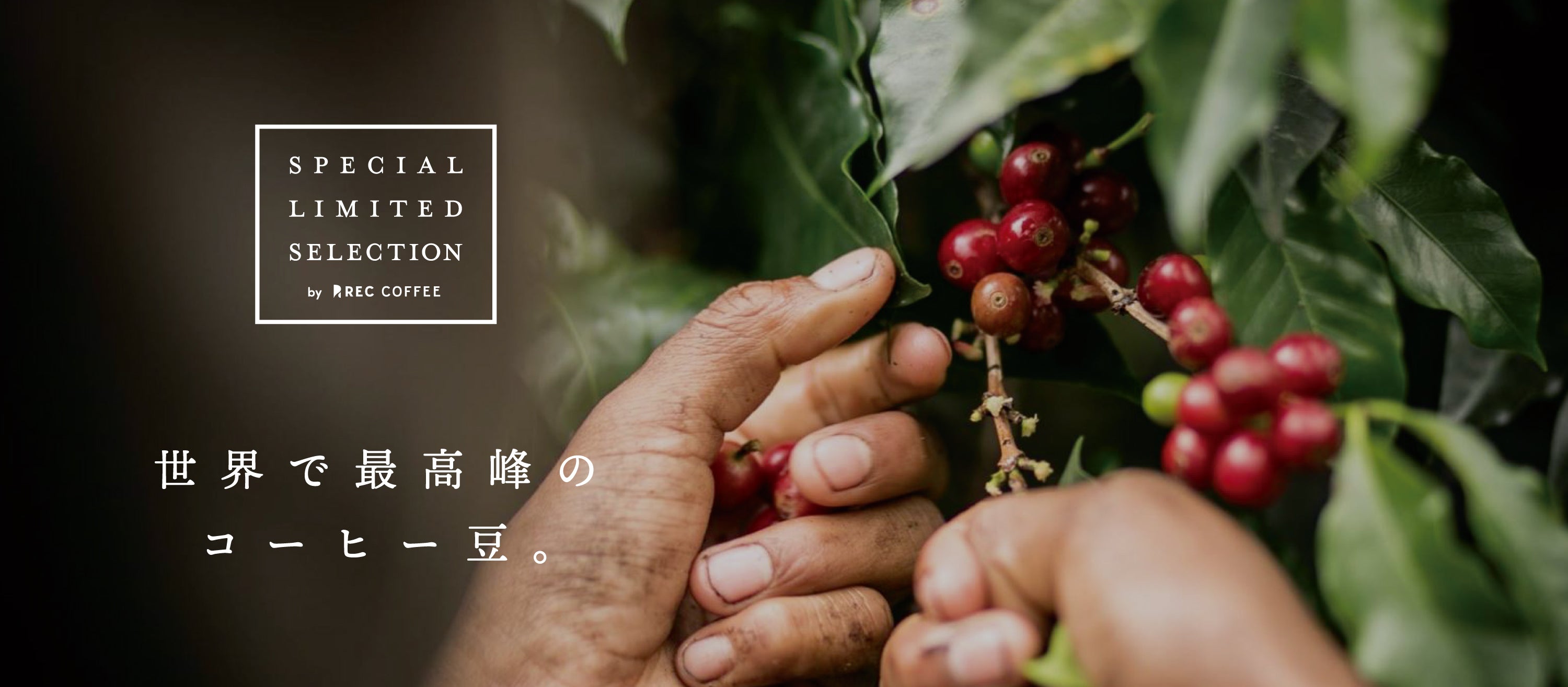 コーヒー通販 | REC COFFEEオンラインショップ